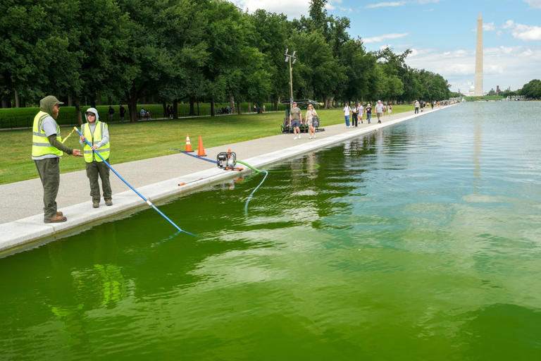 Trump administration blames Obama after Reflecting Pool turns green