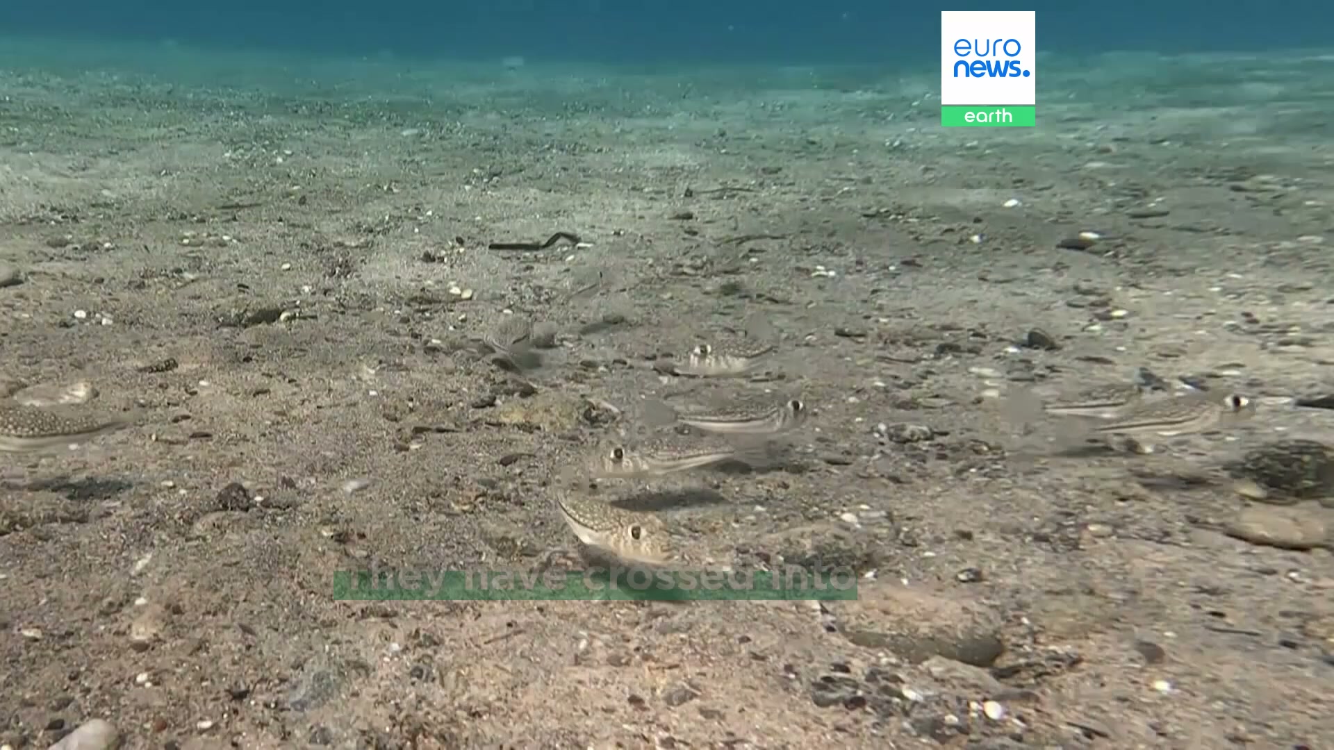 'I'll have to buy new nets': Killer pufferfish are devastating Crete's ...