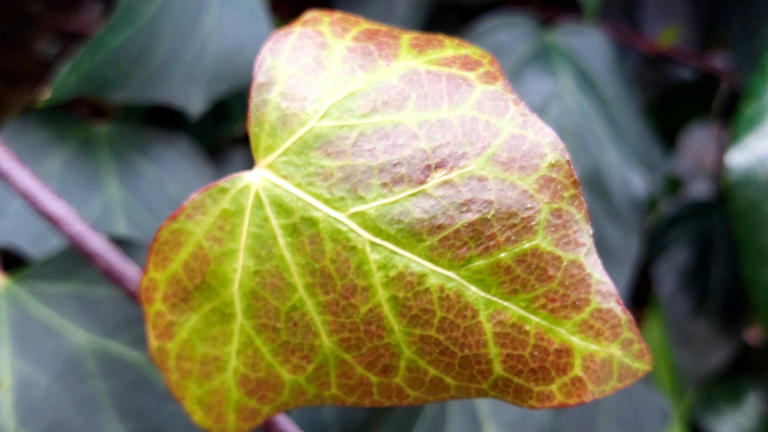 Kill invasive ivy naturally with this one household staple
