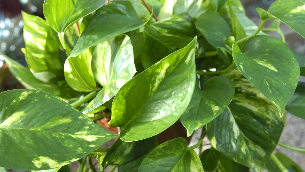 9 hardy plants that require minimal care