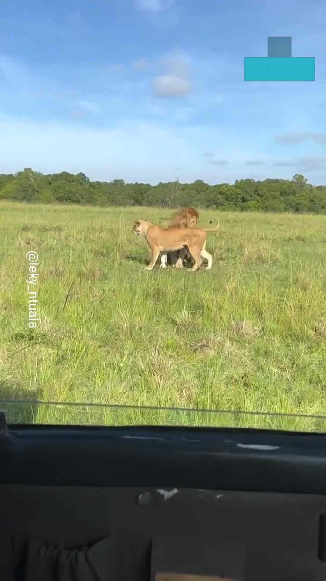 Safari guests witness unexpected lion interaction