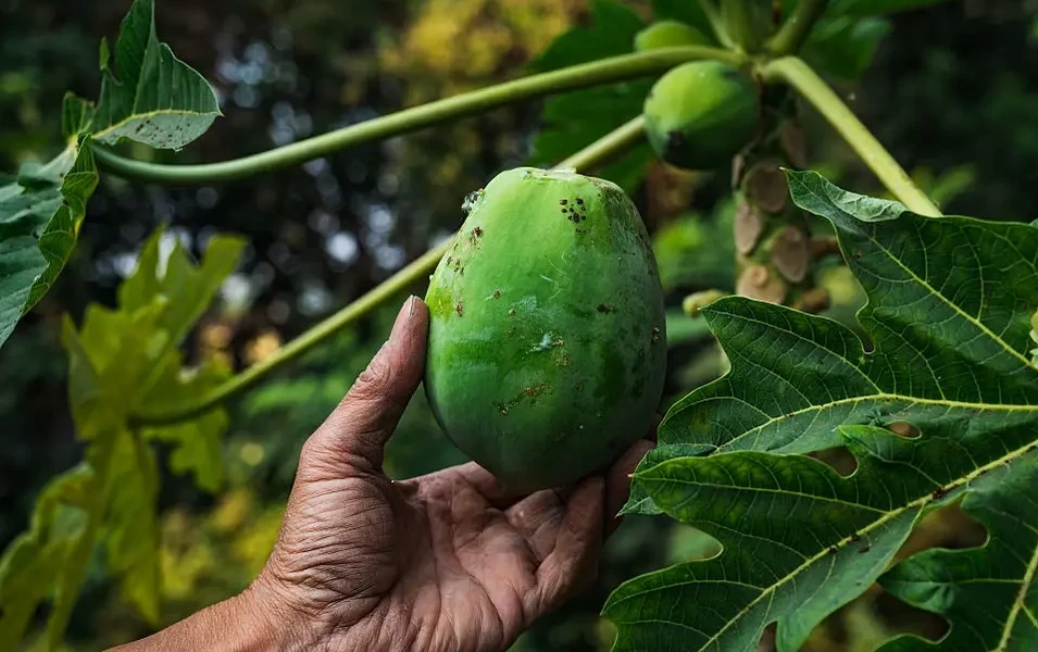Papaya love: sweet, juicy and full of goodness