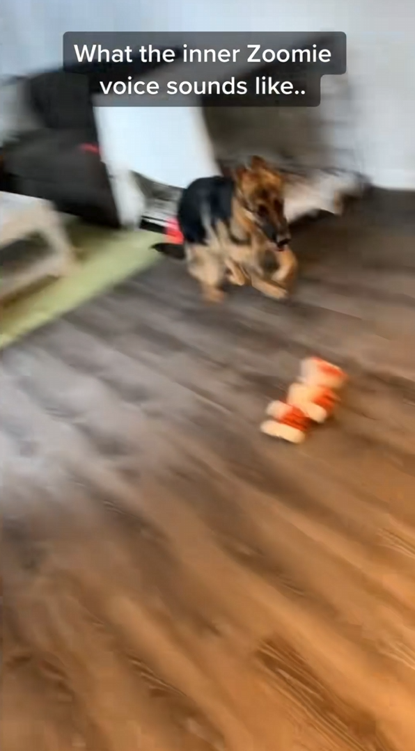 What the inner Zoomie voice really sounds like