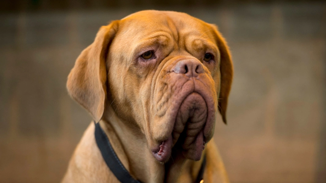 10 large dog breeds with short lifespans