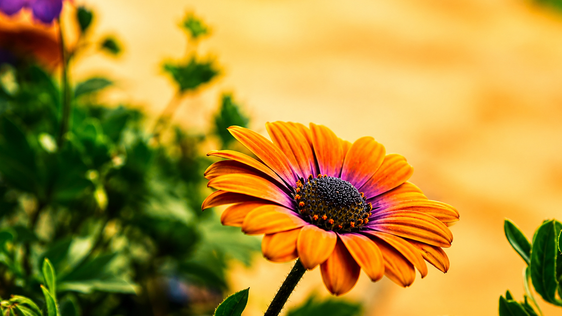 The orange flower that brightens every view