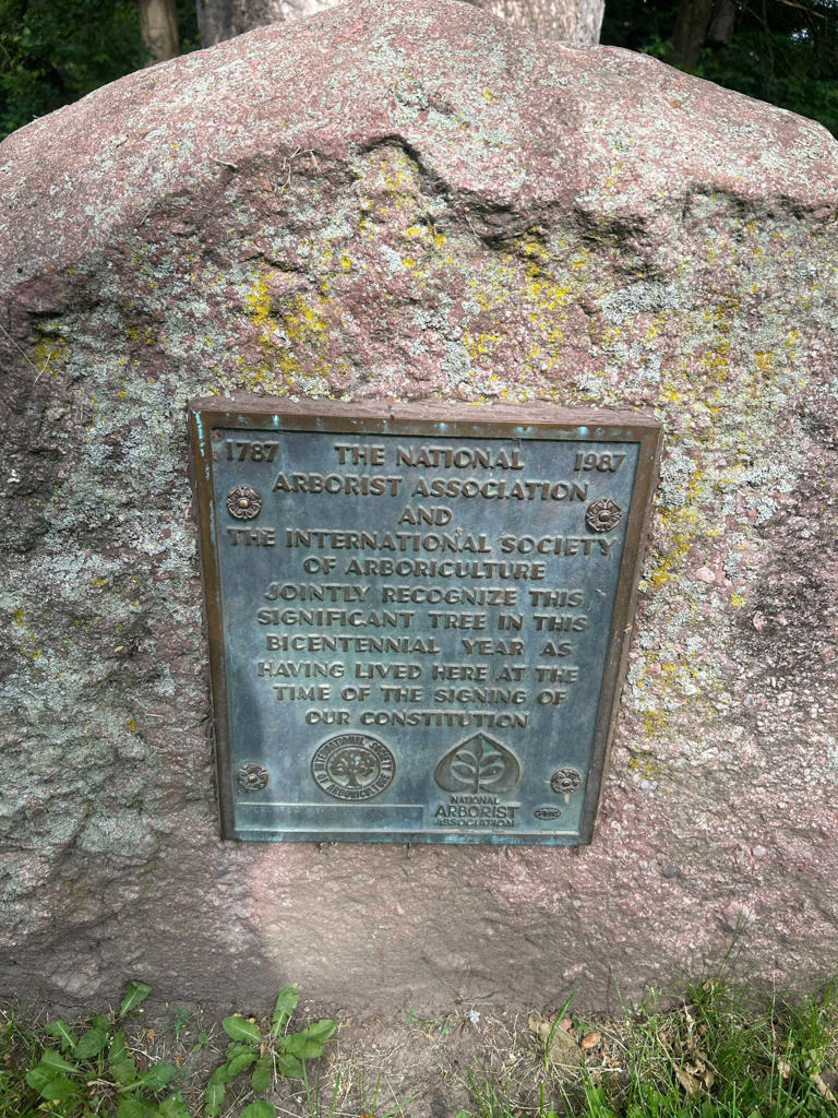 Massachusetts’ largest tree is so old it was alive for Constitution ...