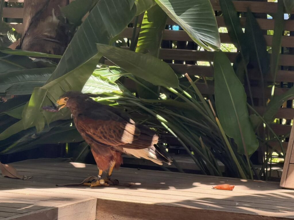 Giallo a Roma sud: un rapace “da falconiere” spunta nei giardini ...