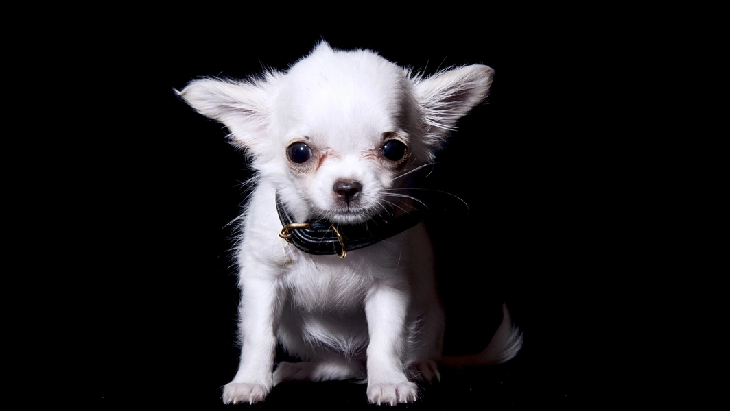 15 charming small dog breeds