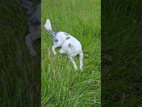 Dog catches zoomies and runs through tall grass on open field