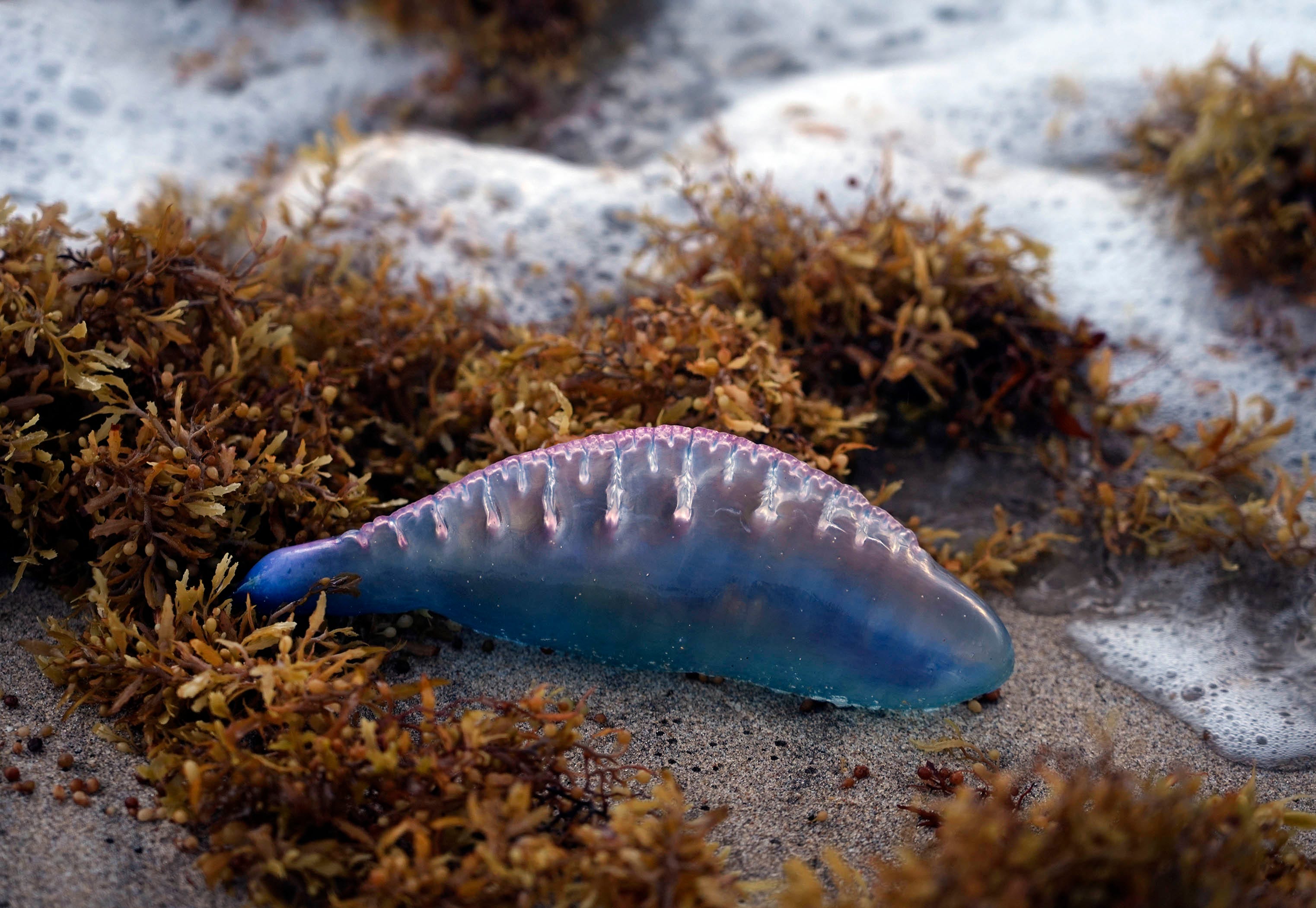 These sea creatures ride the wave in SC. What is Portuguese man o' war?