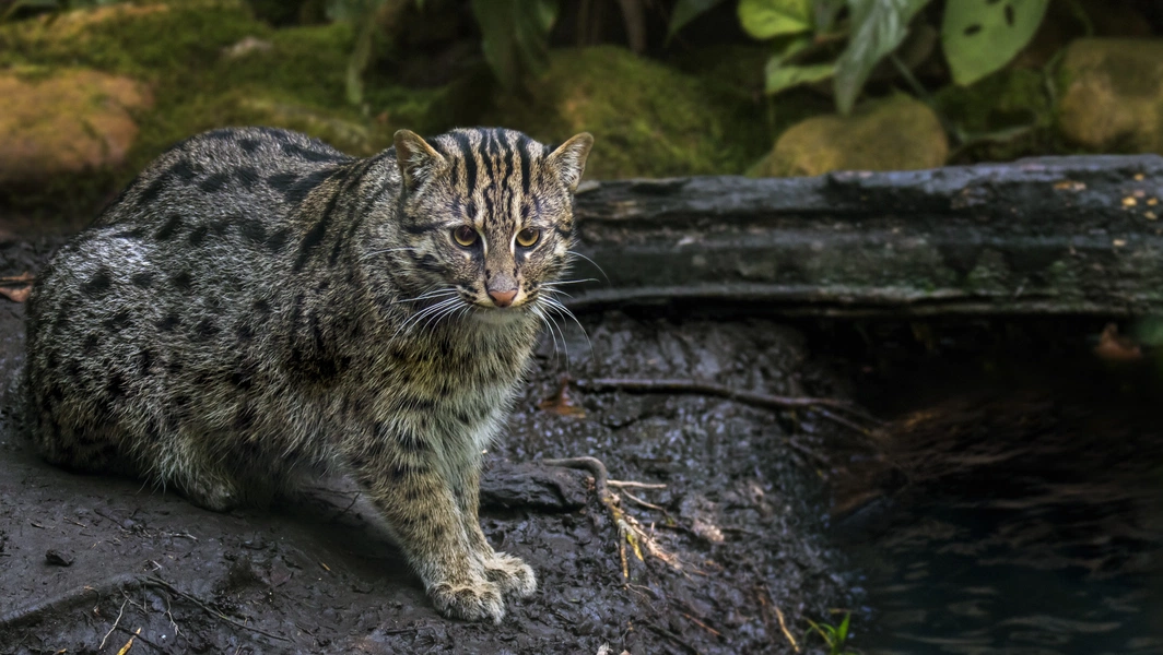 7 wild cats with remarkable swimming skills