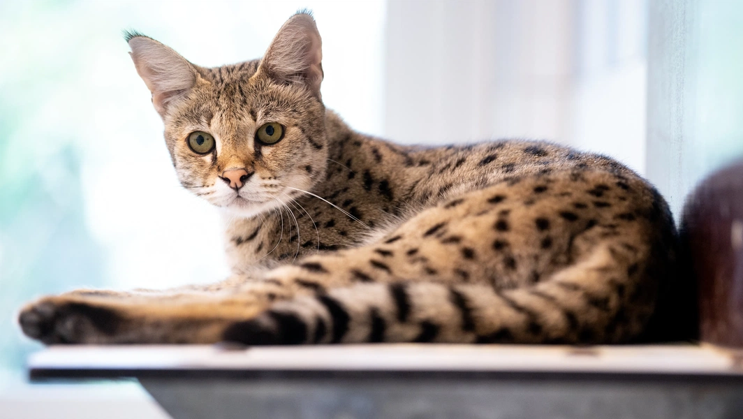 10 largest domestic cat breeds and their traits