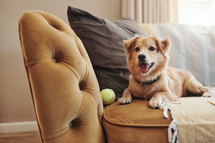 Ponteland vets urge dog owners to consider 'couch potato' days as ...