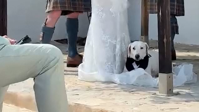 Dog decides bride's dress is ideal resting spot