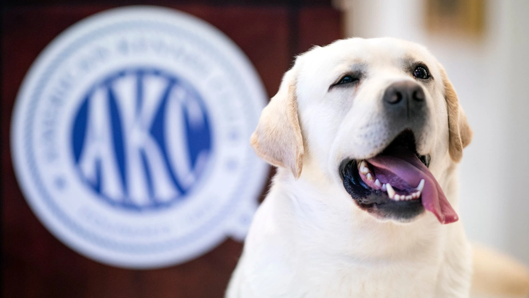 12 popular dog breeds loved by families