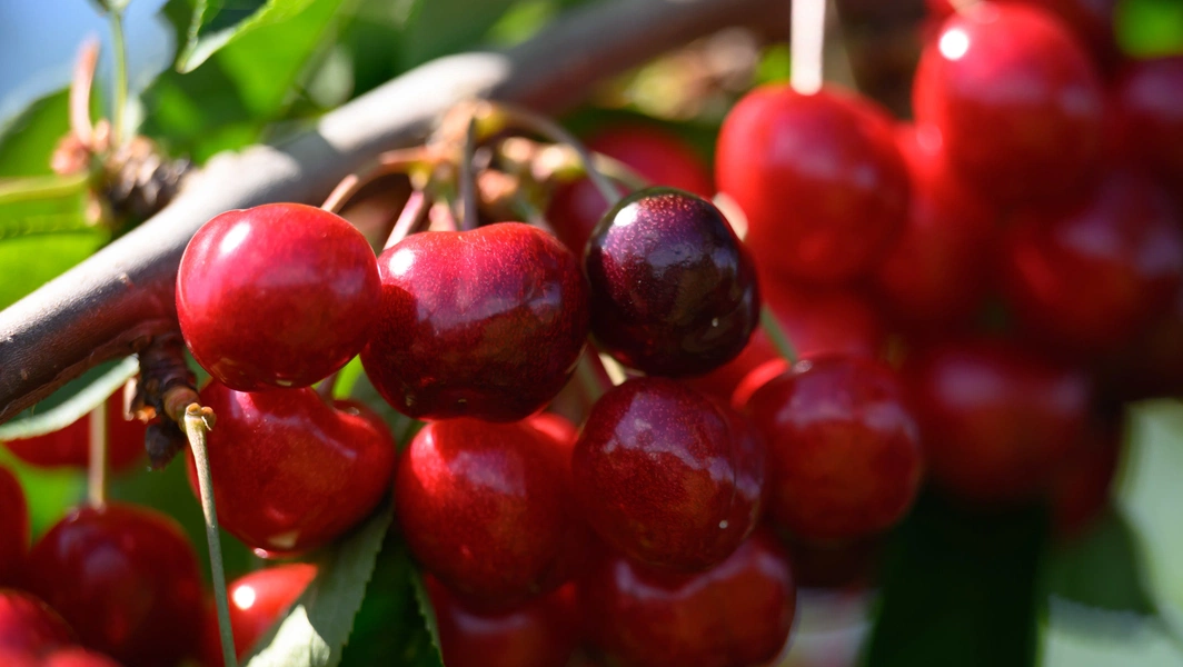 Sweet cherry desserts to make summer shine