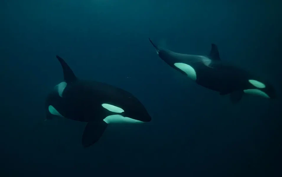 Inside the secret life of orca families