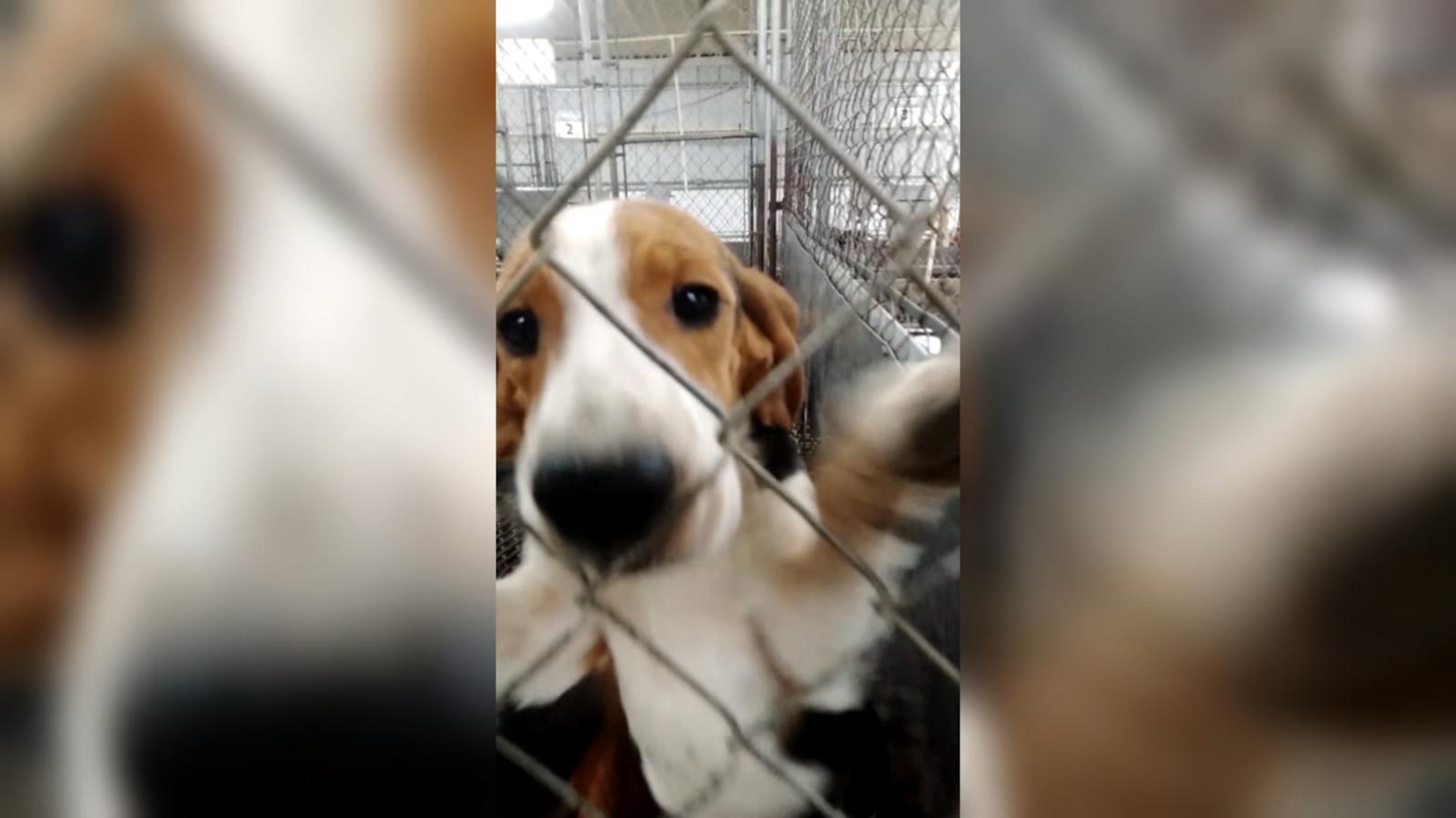 Hundreds of dogs rescued as testing facility closes