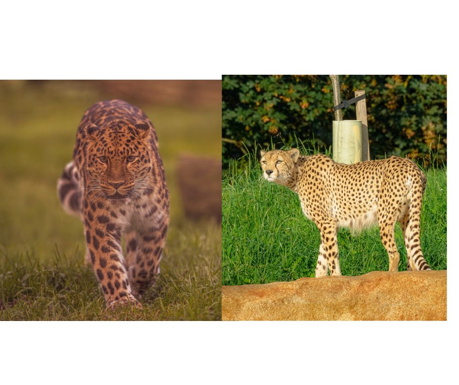 Yorkshire Wildlife Park: Leopard and cheetah are two dads taking centre ...