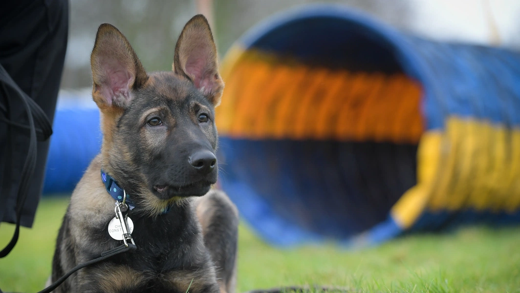 11 remarkable shepherd dog breeds and their traits