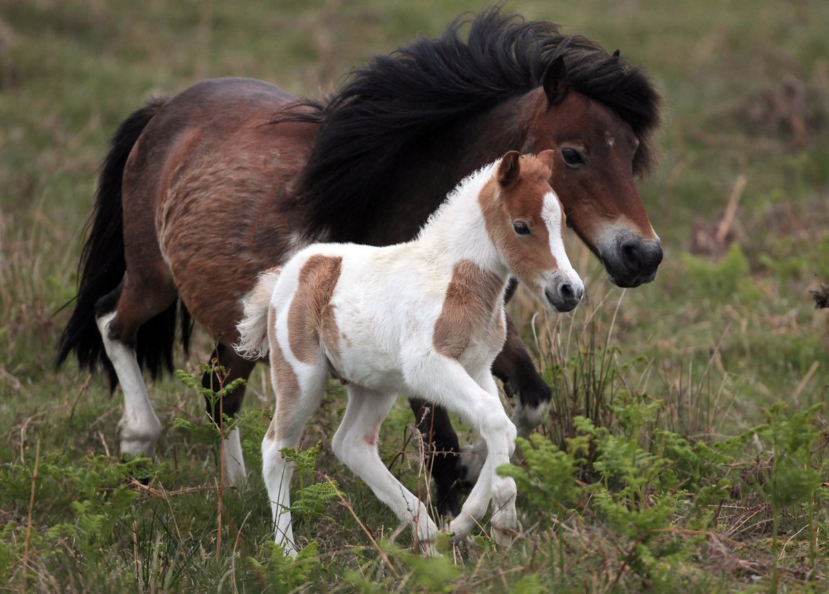 'Don't slaughter the ponies': Badenoch urges PM to stop mass cull