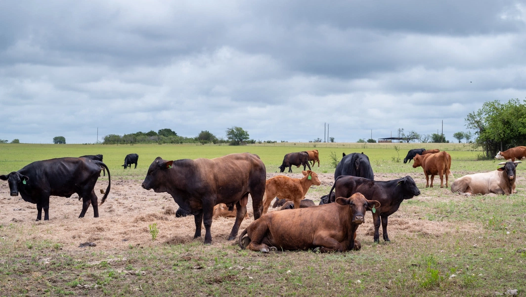 Ground beef prices jump 14% as BBQ costs climb