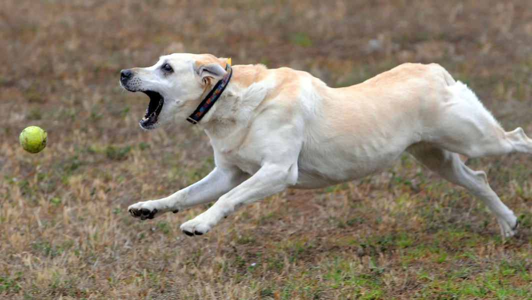 9 friendliest dog breeds for families
