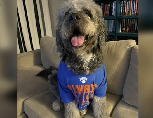 Police shoot family dog dead after Knicks celebration