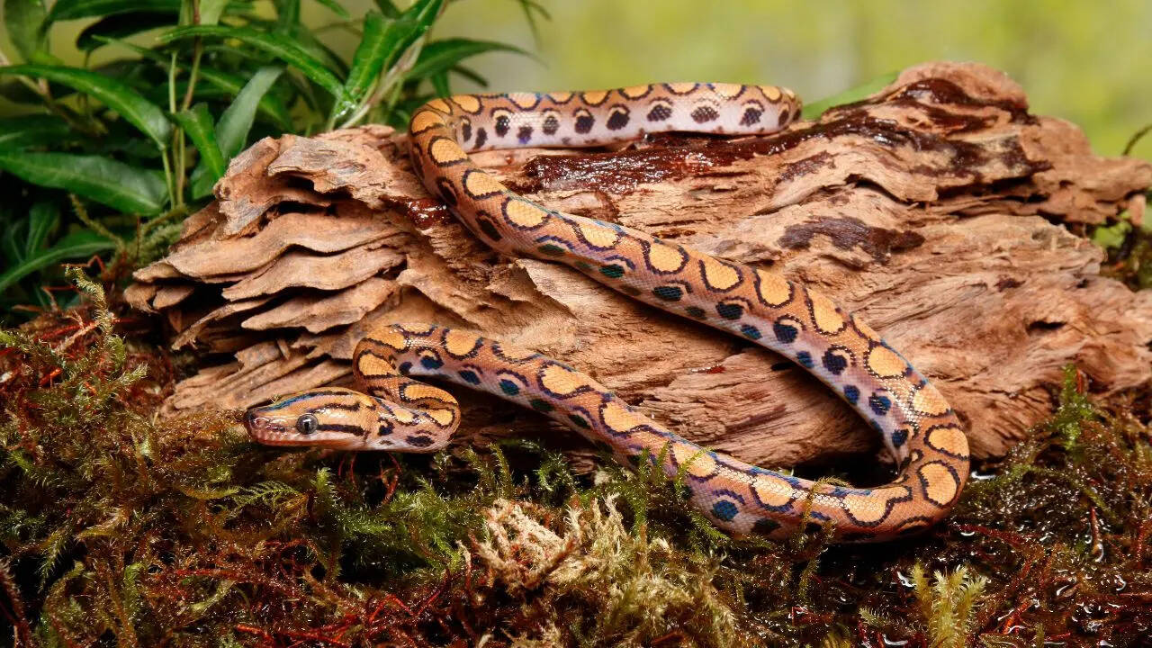 10 most colourful snakes in the world and where to spot them in the wild