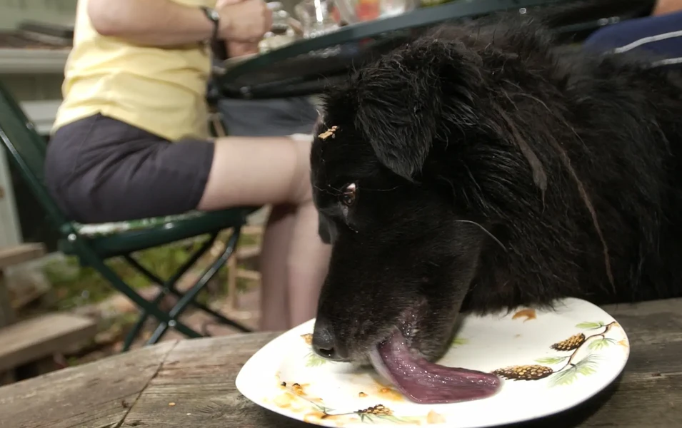 Veterinarians warn of hidden summer cookout dangers for pets