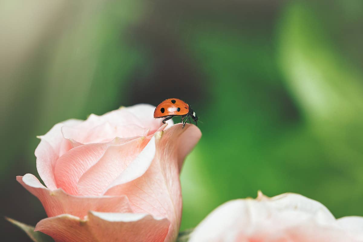 Why ladybugs in your yard could actually be a good thing