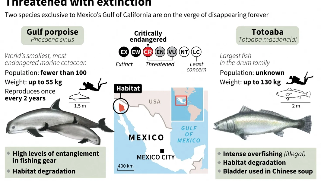 8 critically endangered animals facing extinction