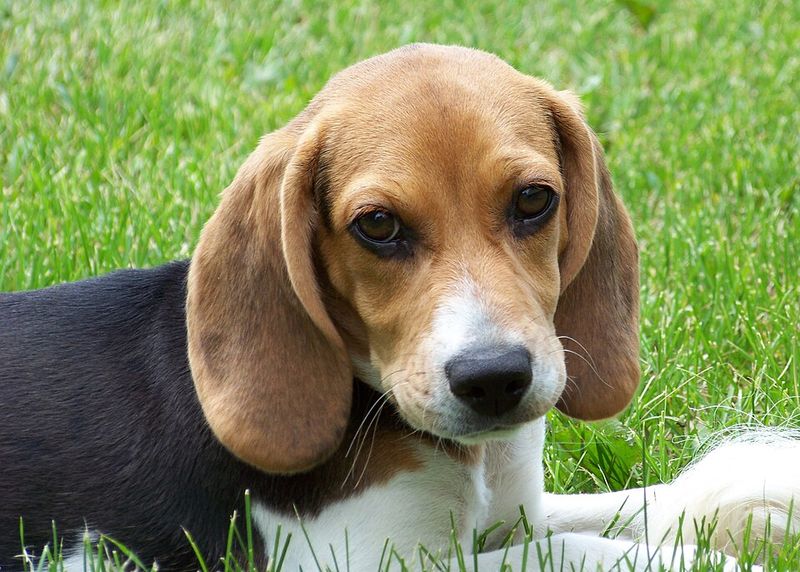 It's almost impossible not to love these 11 floppy-eared dog breeds ...