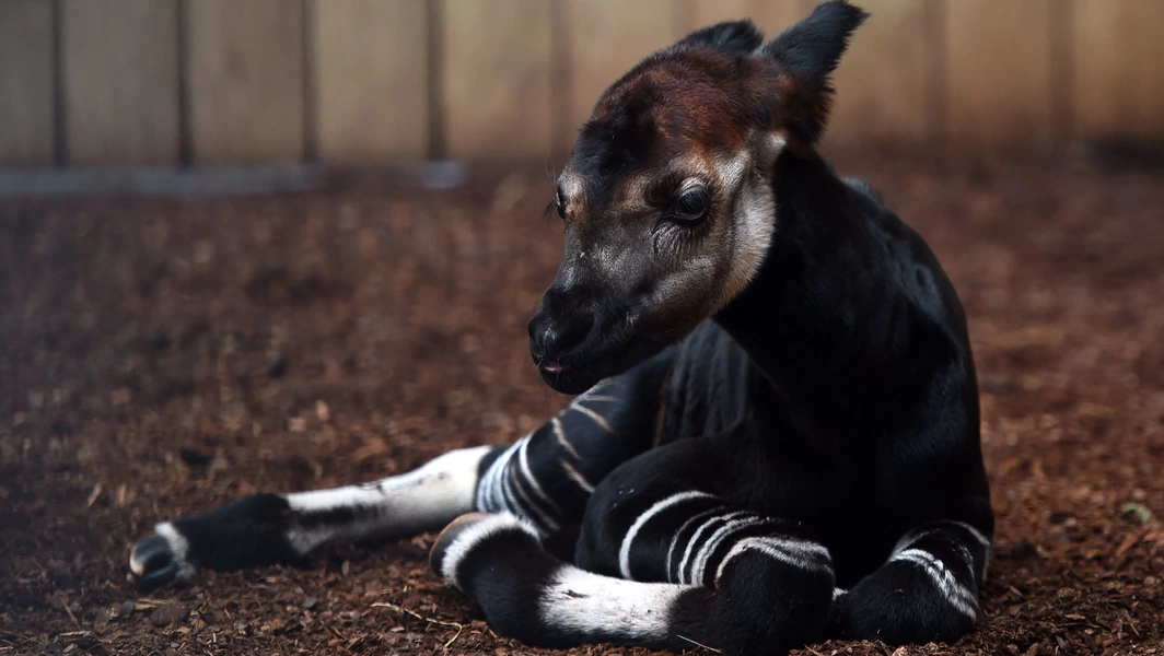 16 rare and endangered animals in US zoos