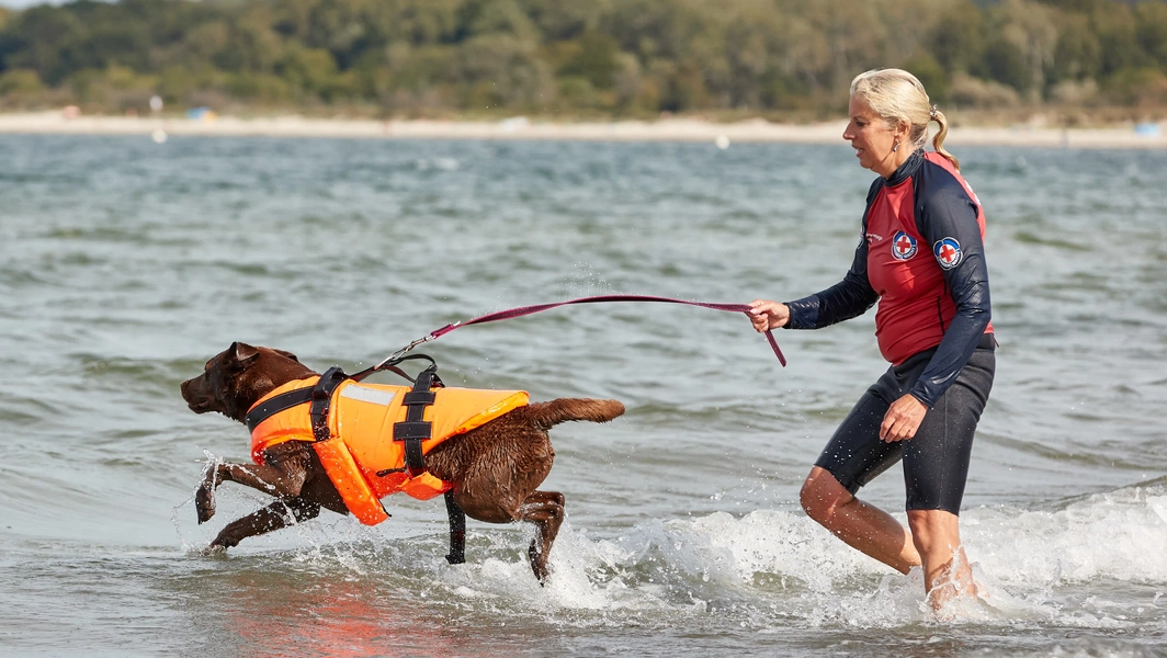 12 powerful and loyal dog breeds