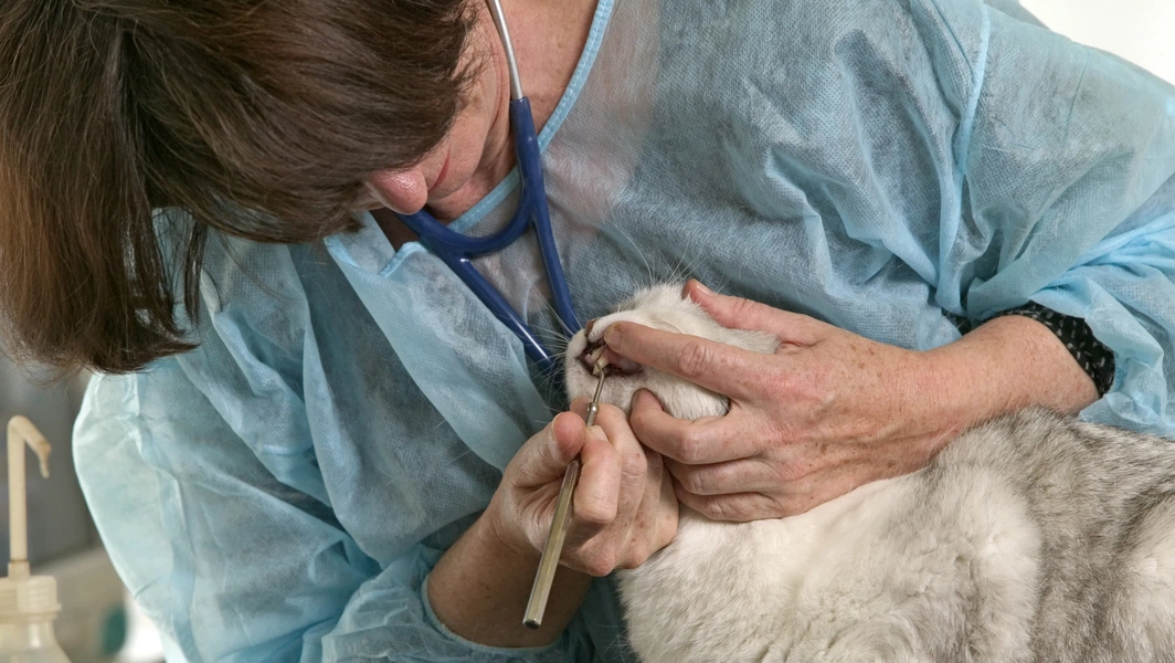 7 common mistakes indoor cat owners make
