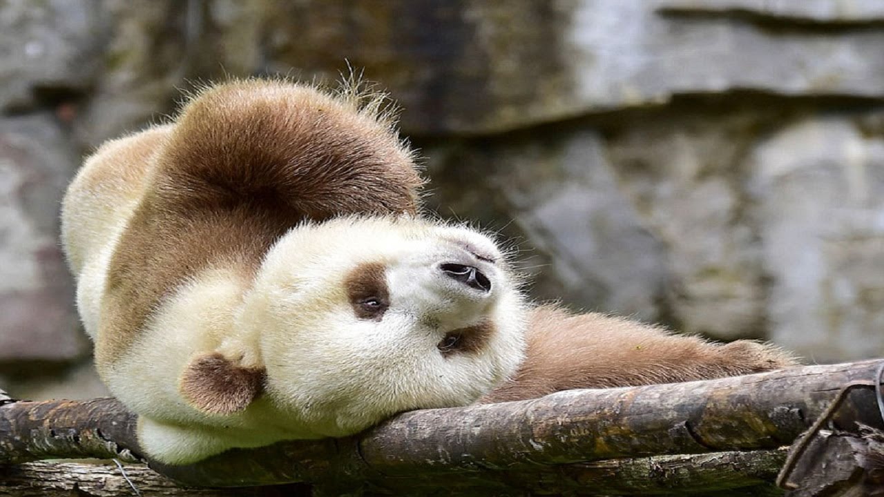 The world’s only brown panda who was abandoned as a baby finally finds ...