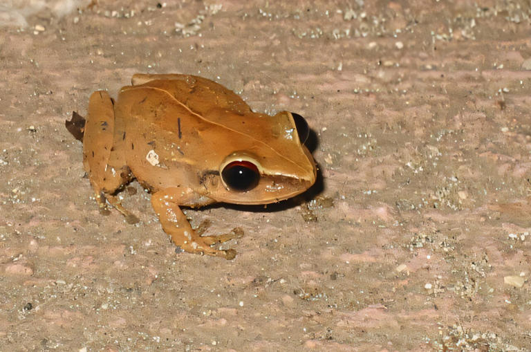 Young coqui frogs 'play it safe' when disease strikes, study finds