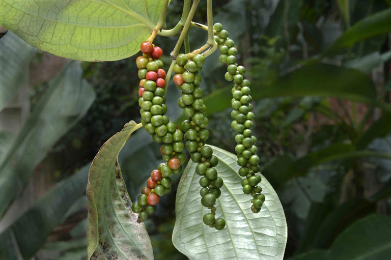 How to grow a peppercorn plant and harvest your own black pepper