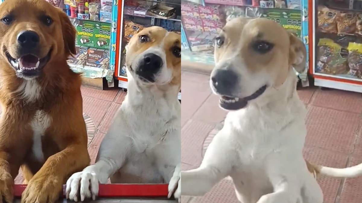 This stray dog returned to a store that fed him, but this time he ...