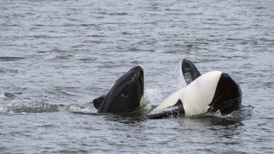 Inside the secret life of orca families
