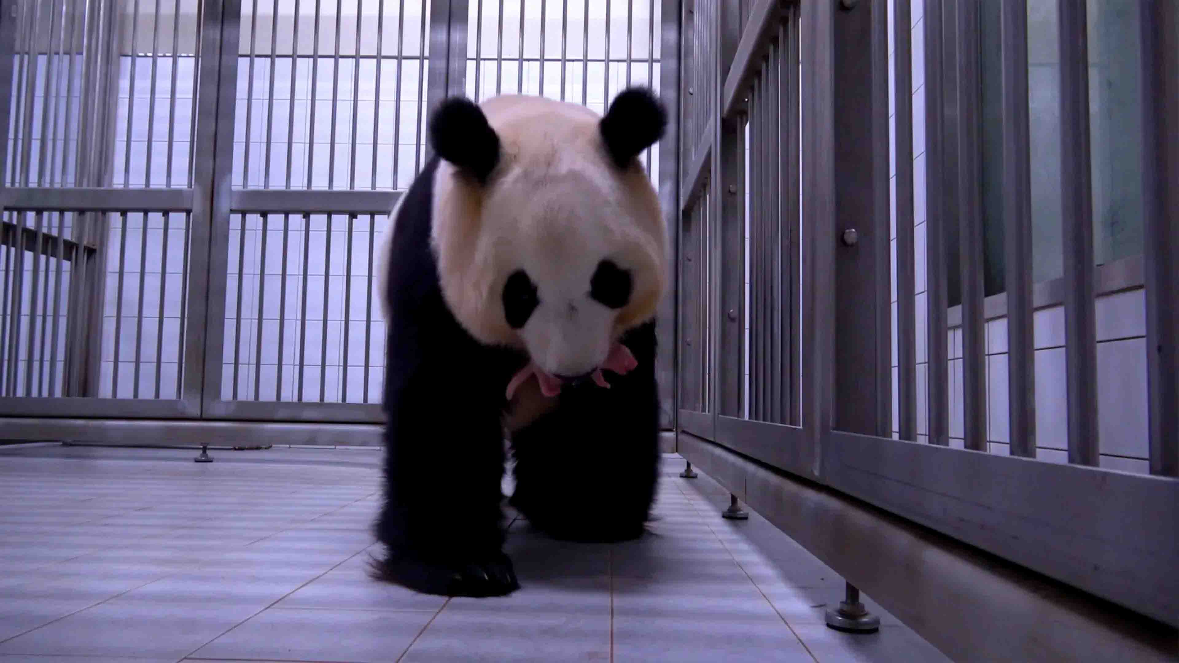 Ein aus China ausgeliehener Riesenpanda bringt in Südkorea ein Junges ...