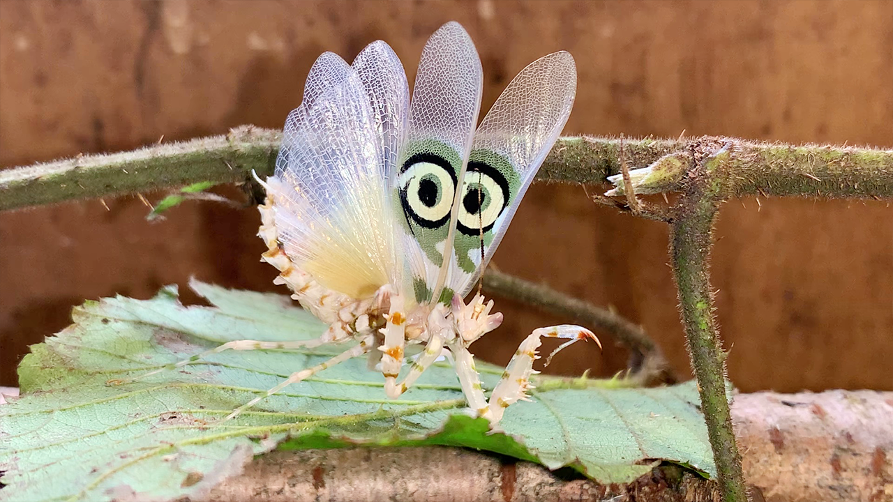 Beautiful target mantis puts on a stunning defense display