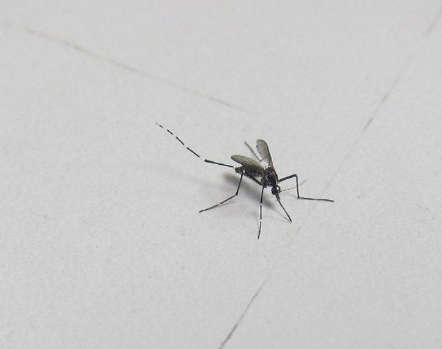 Un estudio revela el mecanismo que permite a ciertos virus persistir en ...
