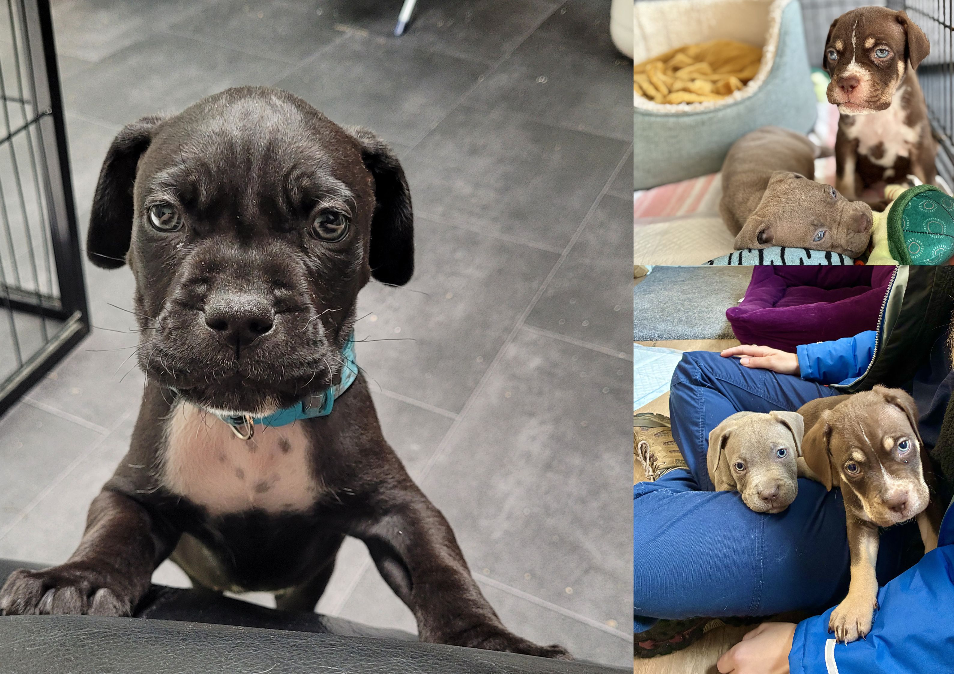 Eight-week-old dogs dubbed the Toy Story puppies are looking for new ...