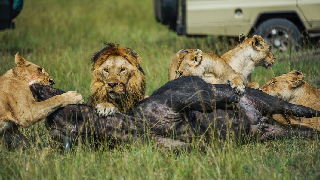 5 remarkably fast and deadly animals