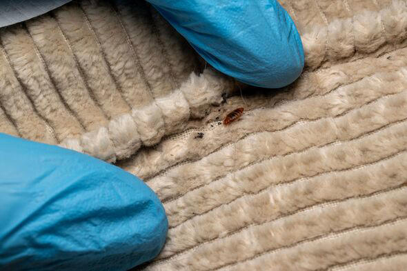 Europe's most bed bug-infested city named - and it's not Paris