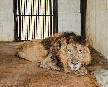 Uttarakhand migrant worker killed in rare lion attack in Gujarat ...