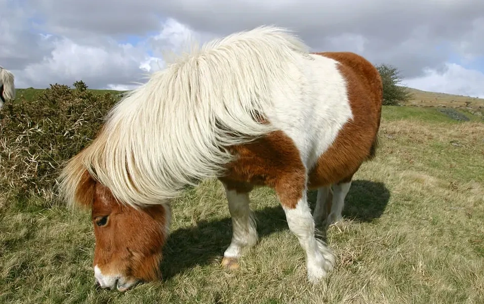 Downing Street vows to block Dartmoor pony cull amid backlash