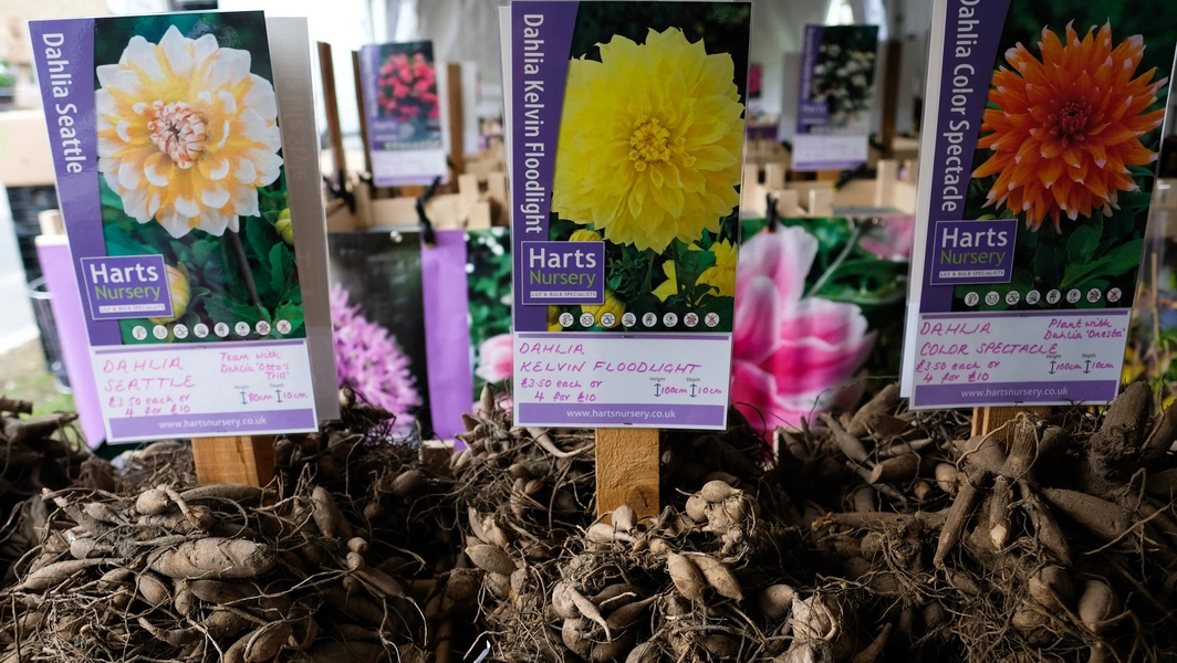 Dahlia tuber secrets for blooms all season